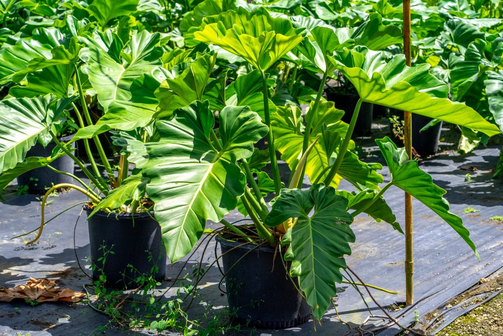 Philodendron Giganteum 14″ pot (7 Gallon) – 305 Greenery, Inc.