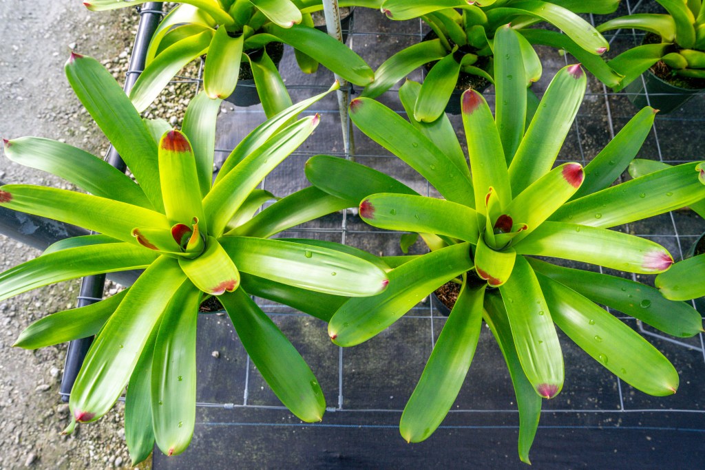 Vriesea Bone Fire 6″ pot – 305 Greenery, Inc.