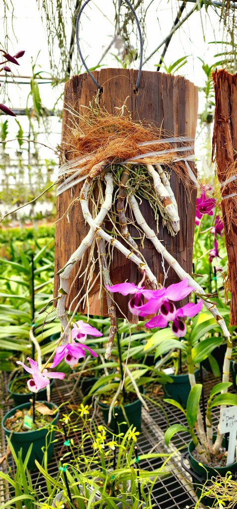 Dendrobium Yaya – 305 Greenery, Inc.