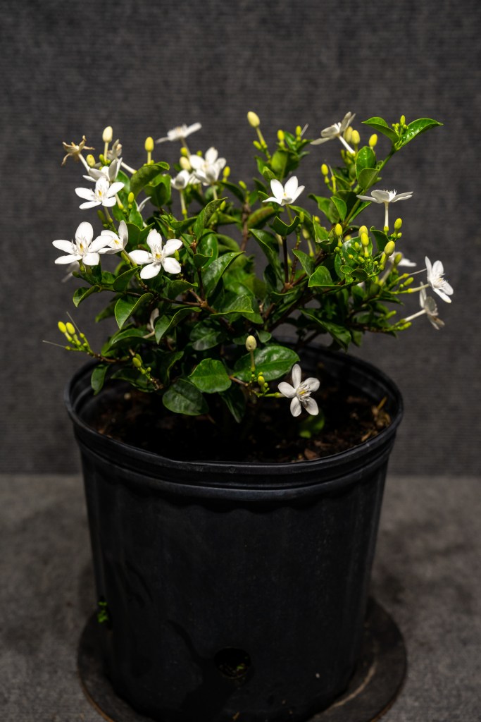 Asian Snow Jasmine 9″ pot – 305 Greenery, Inc.