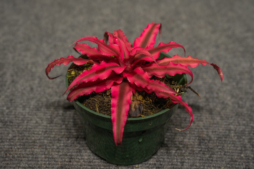 Cryptanthus Ruby 4″ pot – 305 Greenery, Inc.