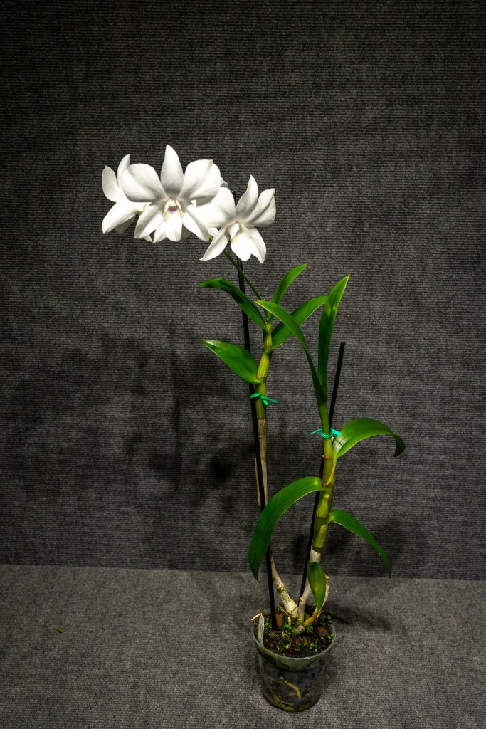 Dendrobium Ceaser White – 305 Greenery, Inc.