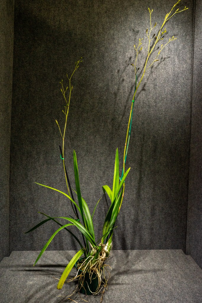 Encyclia Alata – 305 Greenery, Inc.
