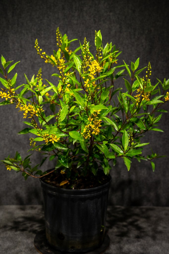 Golden Thryallis Galphimia glauca 9″ pot – 305 Greenery, Inc.