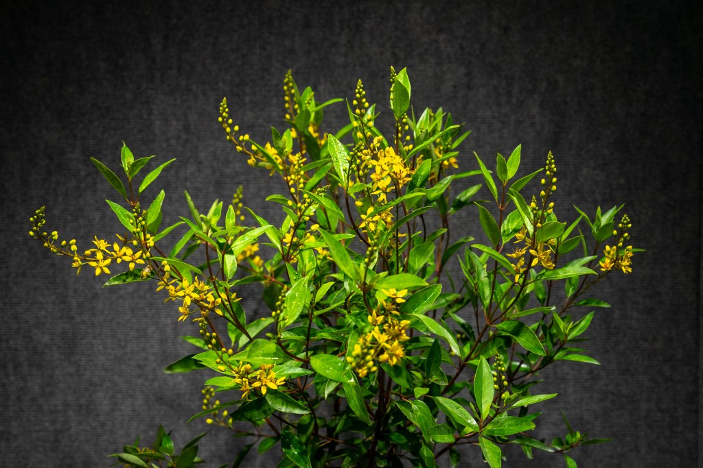 Golden Thryallis Galphimia glauca 9″ pot – 305 Greenery, Inc.