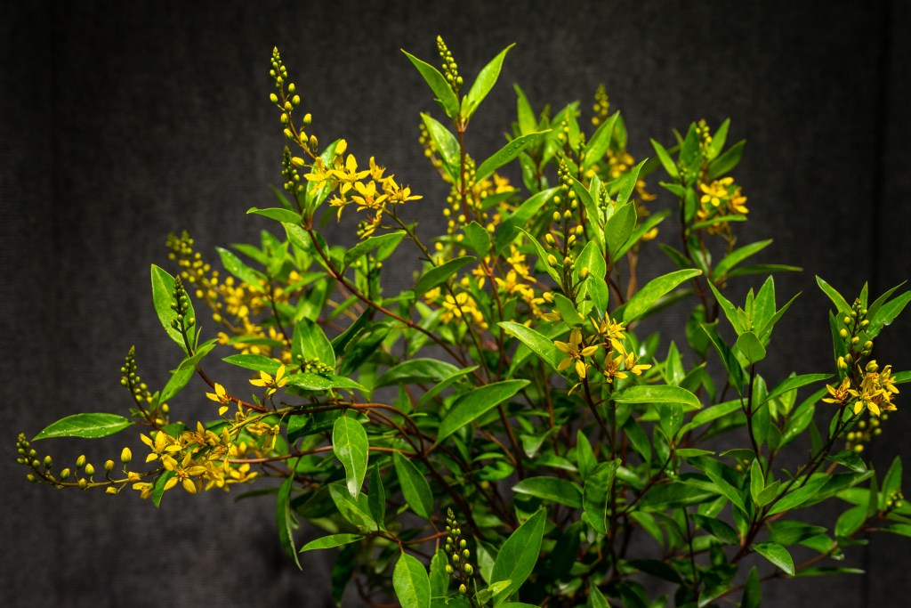 Golden Thryallis Galphimia glauca 9″ pot – 305 Greenery, Inc.