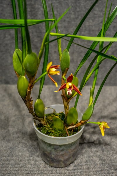 Maxillaria tenuifolia, the Coconut Orchid – 305 Greenery, Inc.