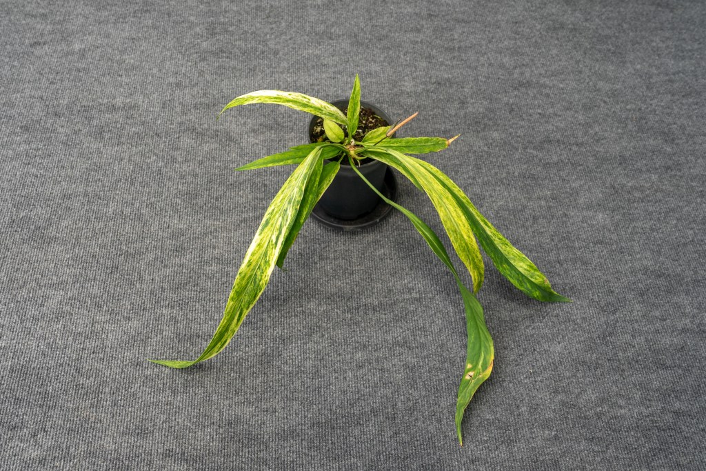 Anthurium Vittarifolium Var 6″ pot – 305 Greenery, Inc.