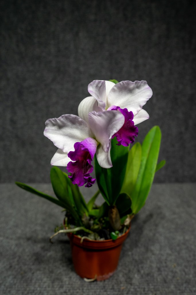 Cattleya Mini 1151 Fragance – 305 Greenery, Inc.