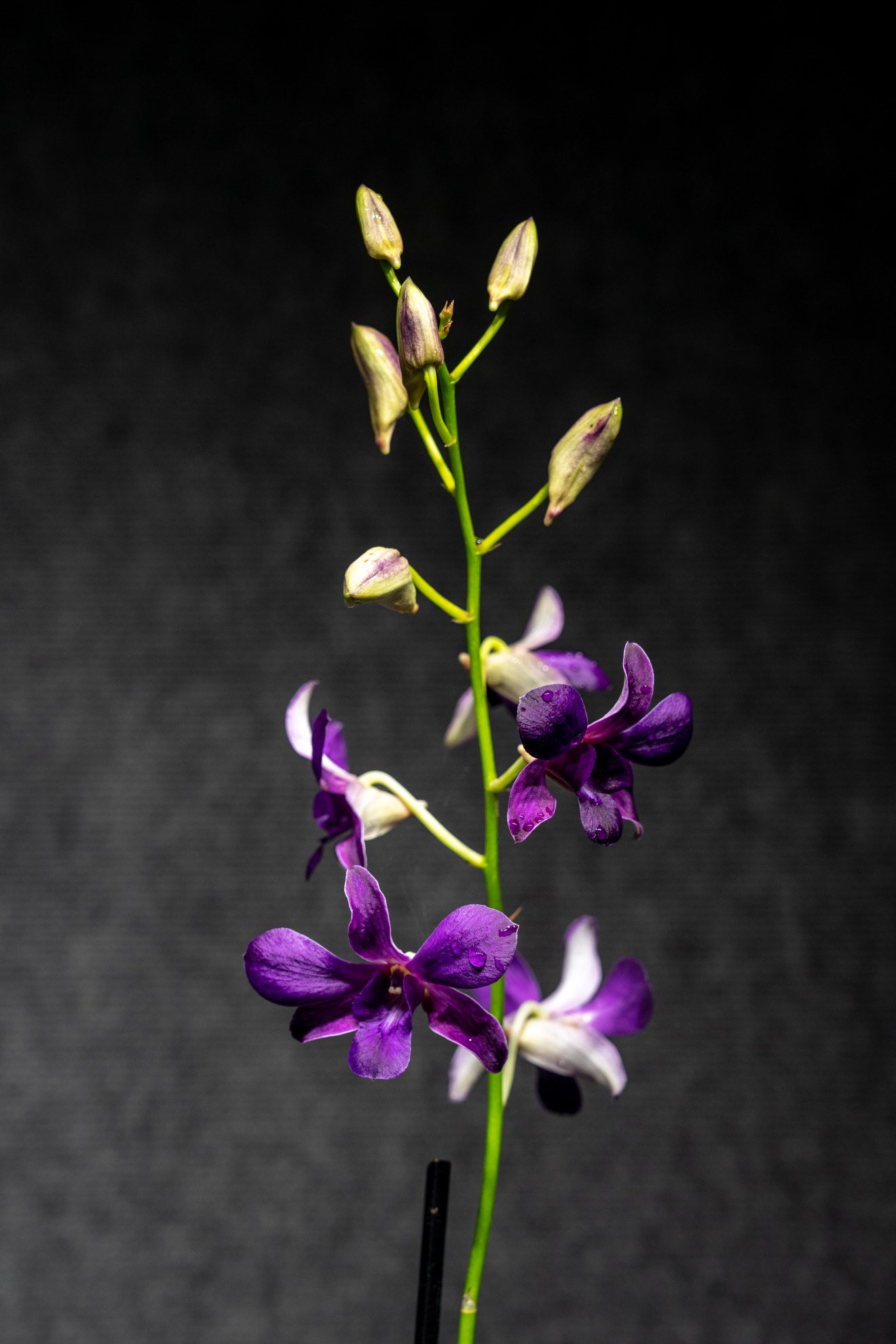 Dendrobium Zechia Lynn – 305 Greenery, Inc.
