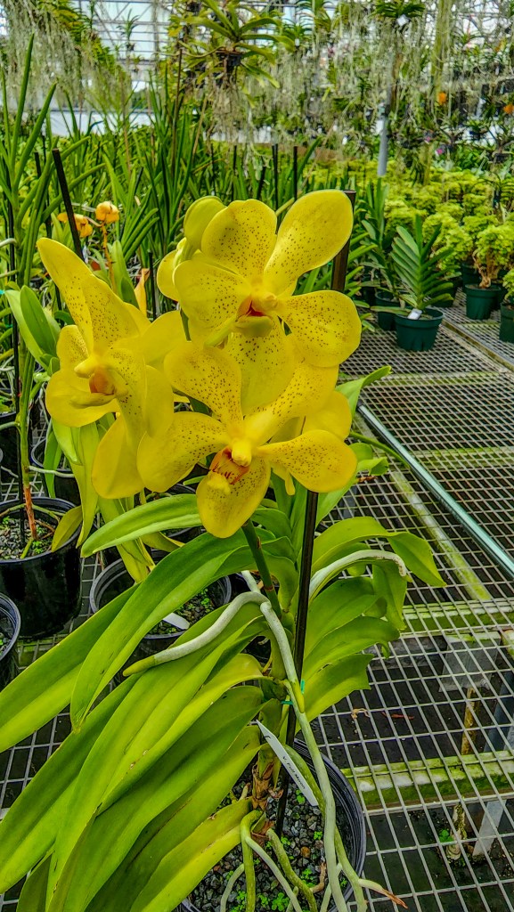Vanda Chule Red – 305 Greenery, Inc.