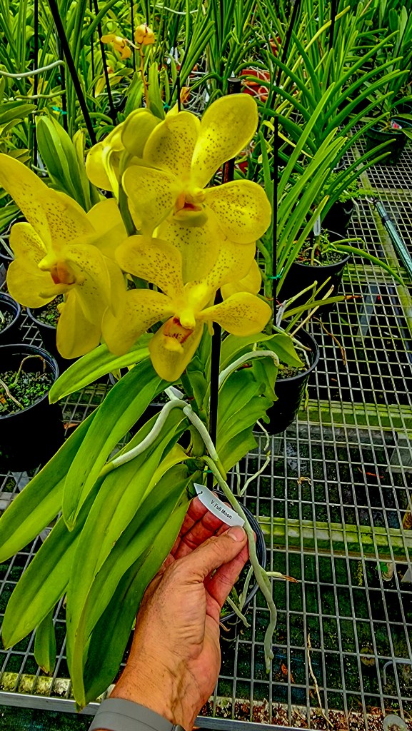 Vanda Chule Red – 305 Greenery, Inc.