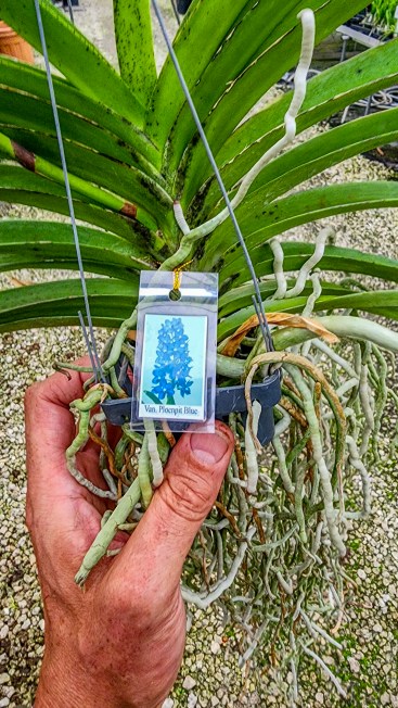 Vanda Ploenpit Blue – 305 Greenery, Inc.