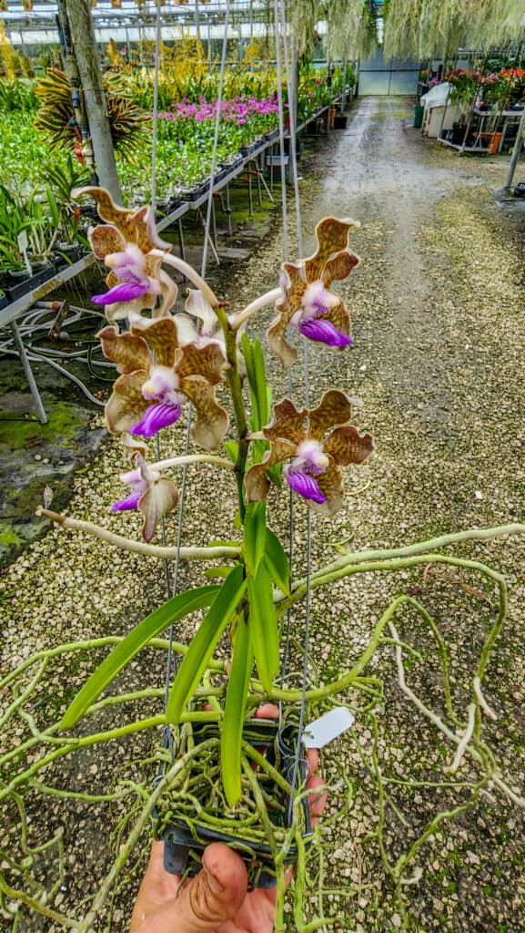 Vanda Waironara Tango Fire – 305 Greenery, Inc.