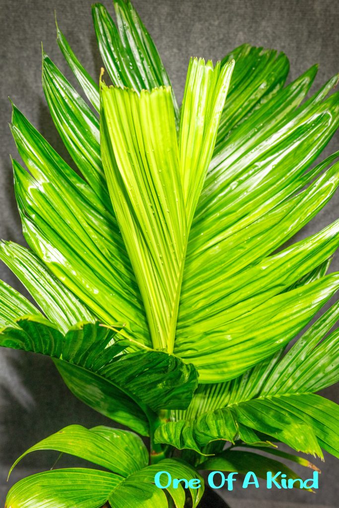 Areca catechu ‘Dwarf’ 12″ pot – 305 Greenery, Inc.
