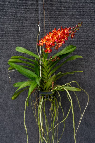 Vanda Waironara Tango Fire – 305 Greenery, Inc.