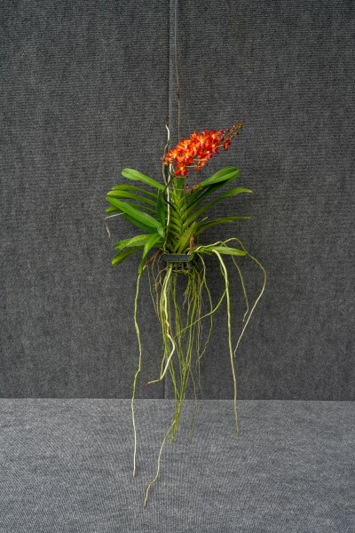 Vanda Waironara Tango Fire – 305 Greenery, Inc.