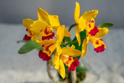 Cattleya Smiling Lady – 305 Greenery, Inc.