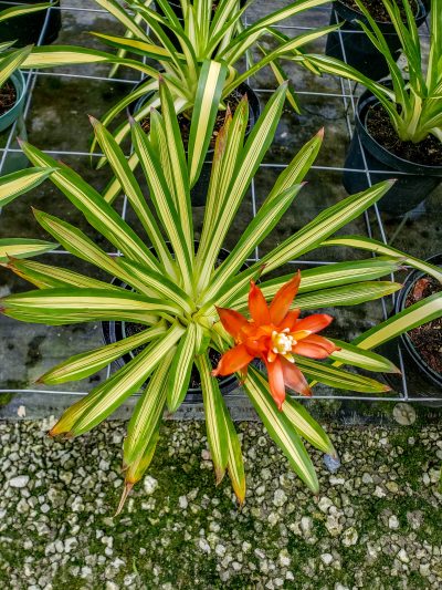 Guzmania Ice Cream 6″ pot – 305 Greenery, Inc.