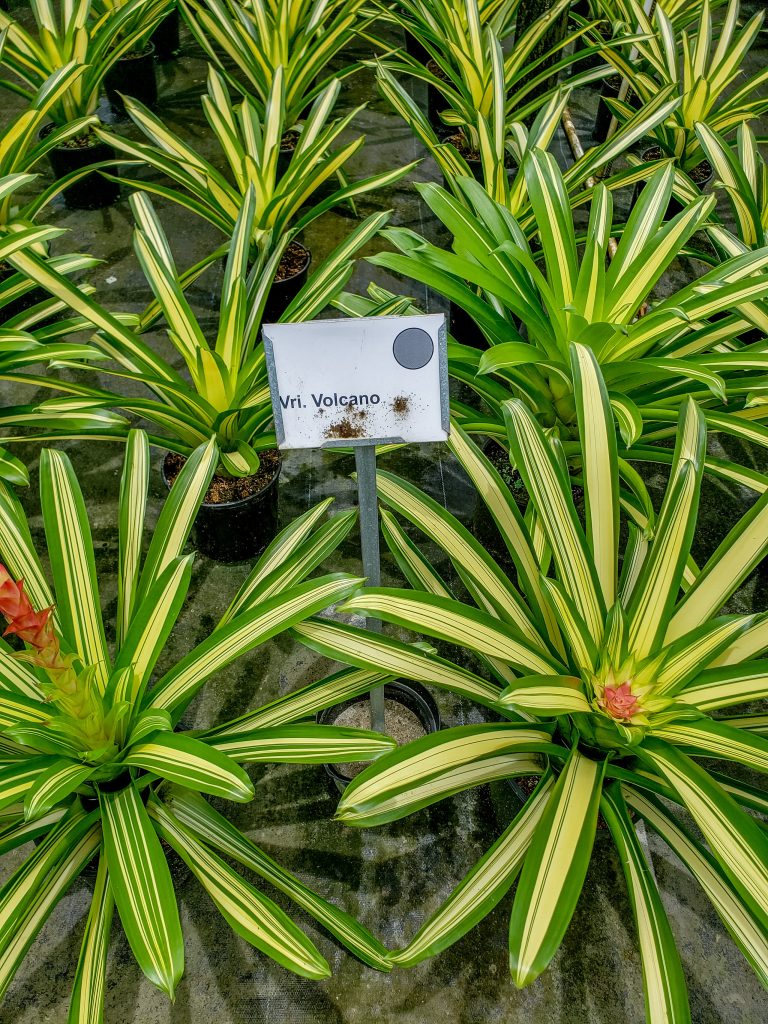 Guzmania Ice Cream 6″ pot – 305 Greenery, Inc.