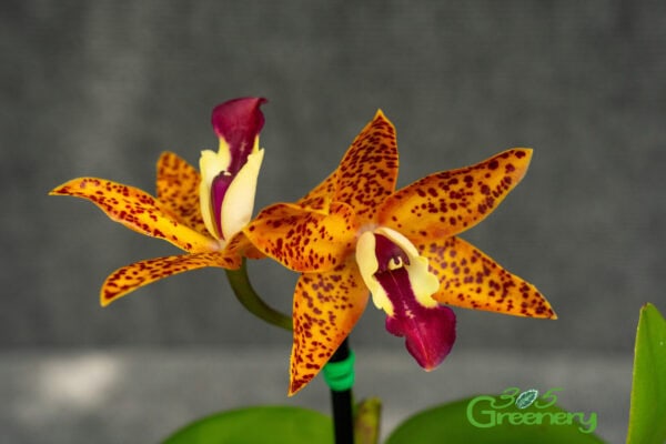 Cattleya Smiling Lady – 305 Greenery, Inc.