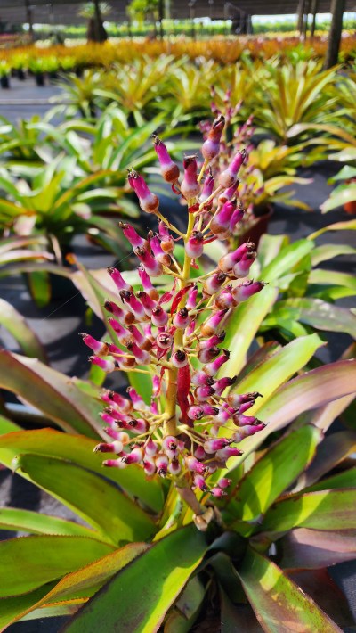 Portea Candy 9″ pot – 305 Greenery, Inc.