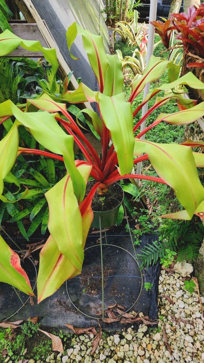 Aechmea Tayoensis Scarletina (An exceptional very rare bromeliad ...