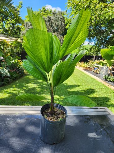 Pritchardia Licuala grandis Ruffled Fan Palm 3 gallon pot – 305 ...