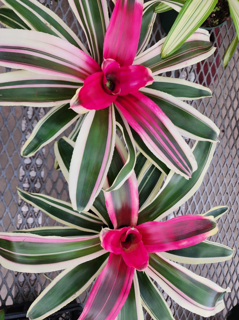 Neoregelia ‘Tricolor’ – 305 Greenery, Inc.