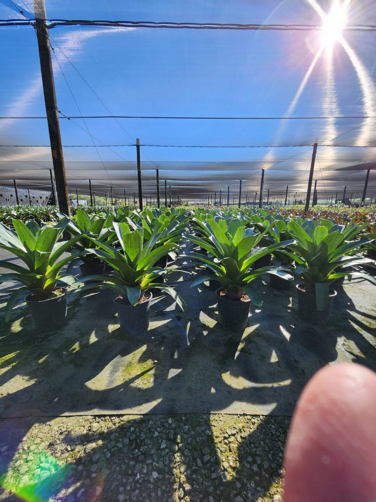Alcantarea Imperialis ‘Green’ – 305 Greenery, Inc.