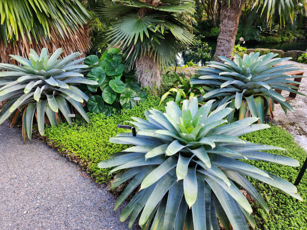 Alcantarea Imperialis ‘Silver’ – 305 Greenery, Inc.