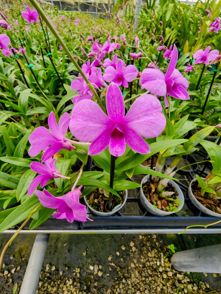 Dendrobium Lasianthera – 305 Greenery, Inc.