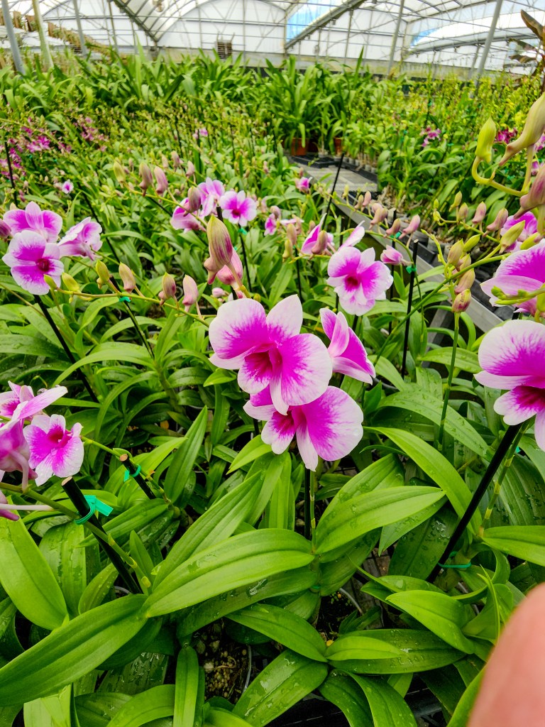 Dendrobium Yaya – 305 Greenery, Inc.