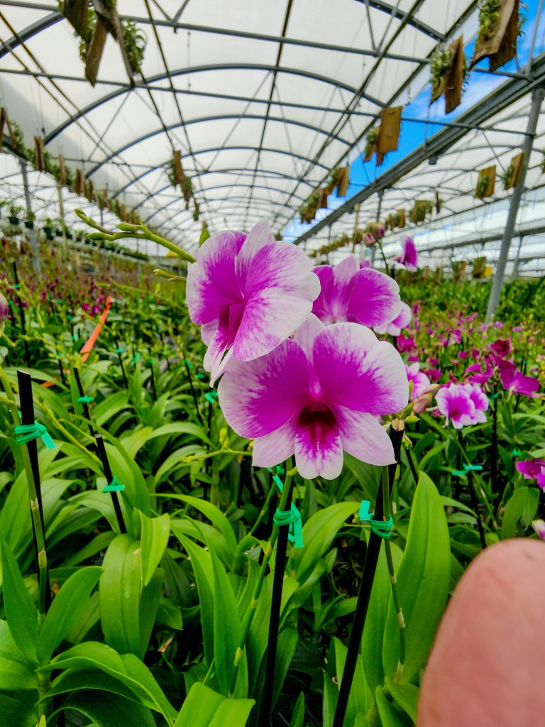 Dendrobium Yaya – 305 Greenery, Inc.