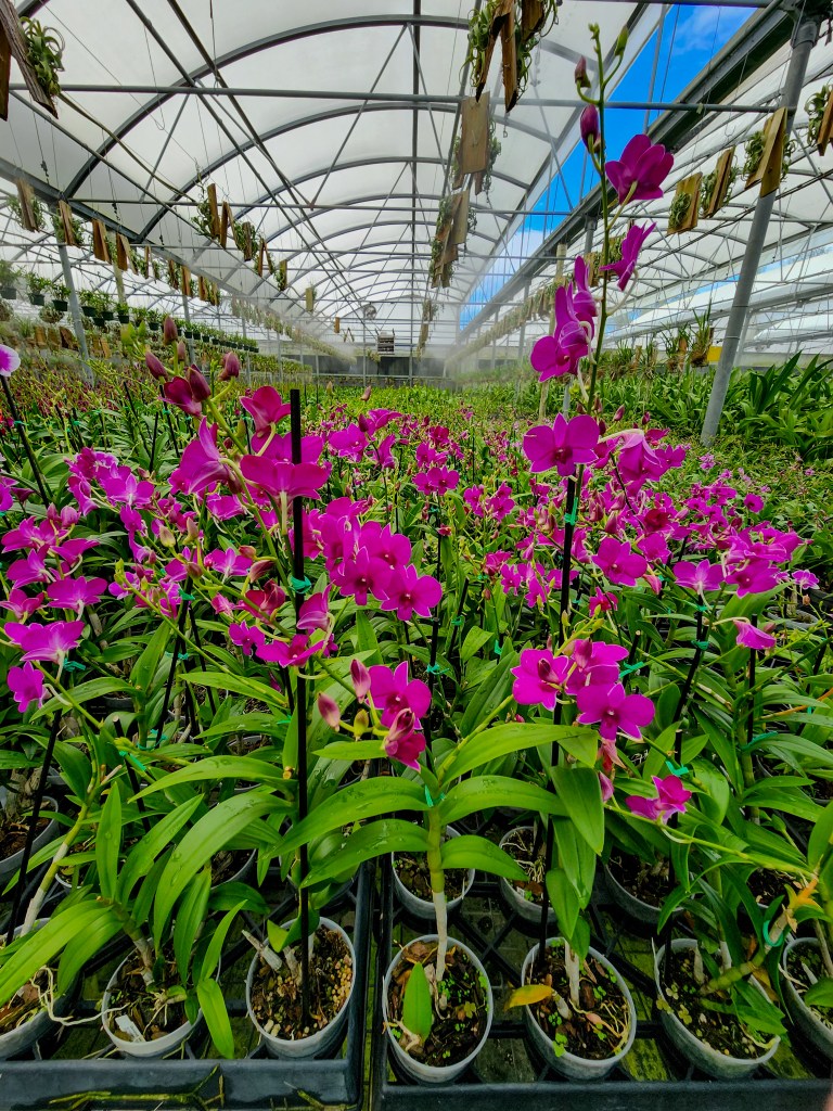 Dendrobium Poper Red – 305 Greenery, Inc.