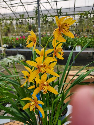 Cymbidium Chen’s Ruby ‘Gold Tiger’ – 305 Greenery, Inc.