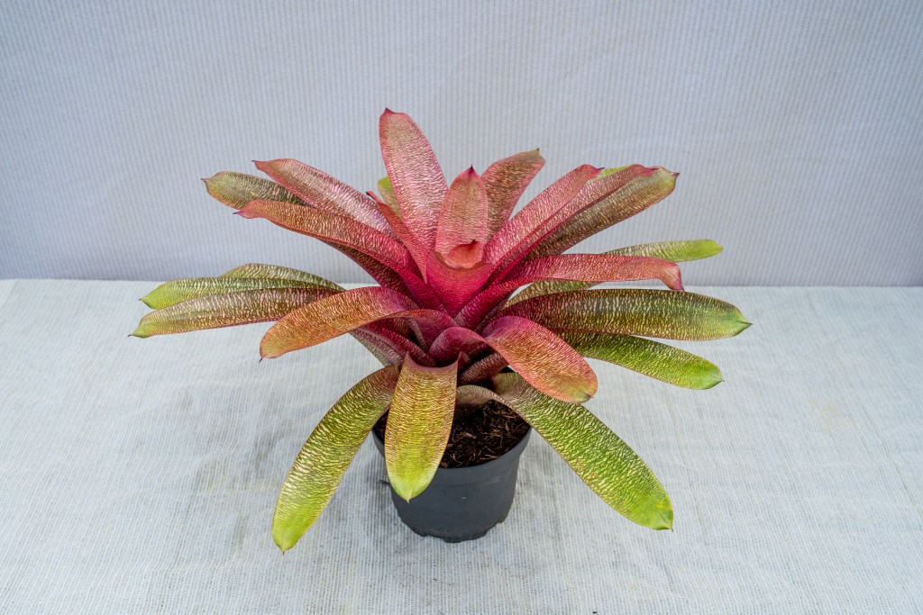 Vriesea David Shiigi – 305 Greenery, Inc.