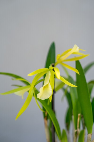 Procatavola Key Lime Stars – 305 Greenery, Inc.