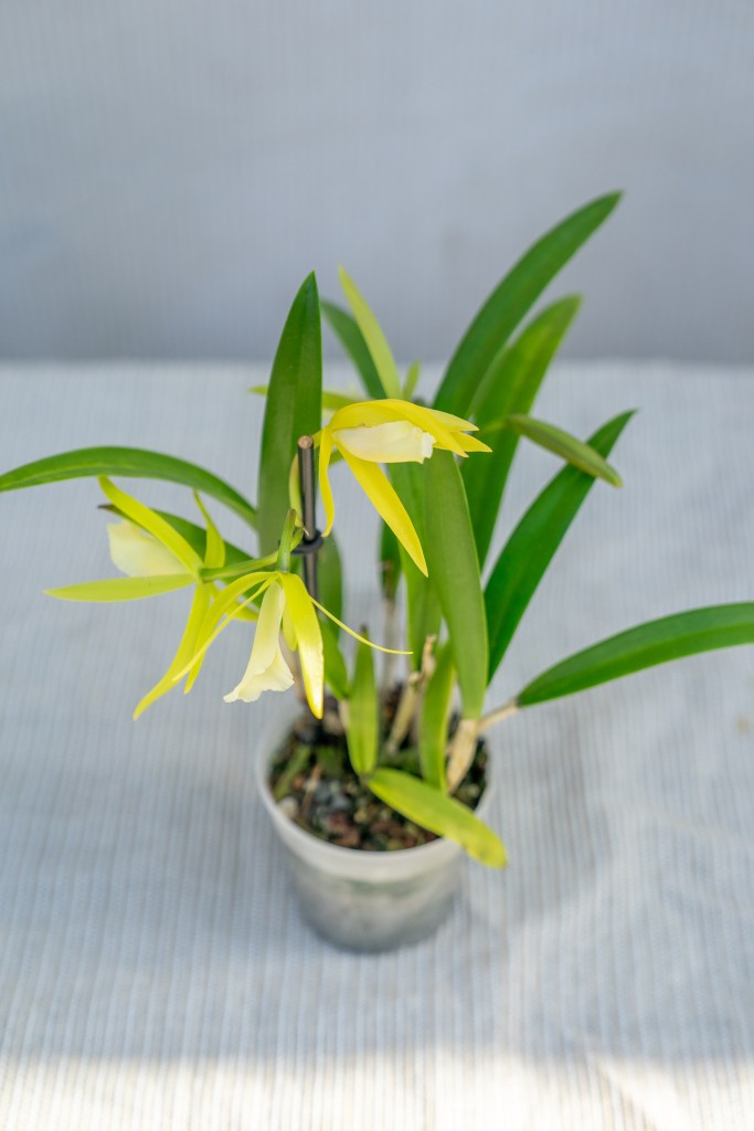 Procatavola Key Lime Stars – 305 Greenery, Inc.