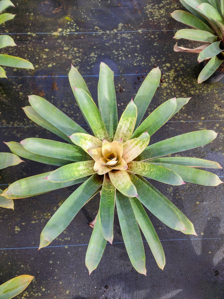Vriesea Hybrid (white yellow blush) – 305 Greenery, Inc.