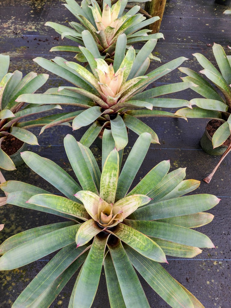 Vriesea Hybrid (white yellow blush) – 305 Greenery, Inc.
