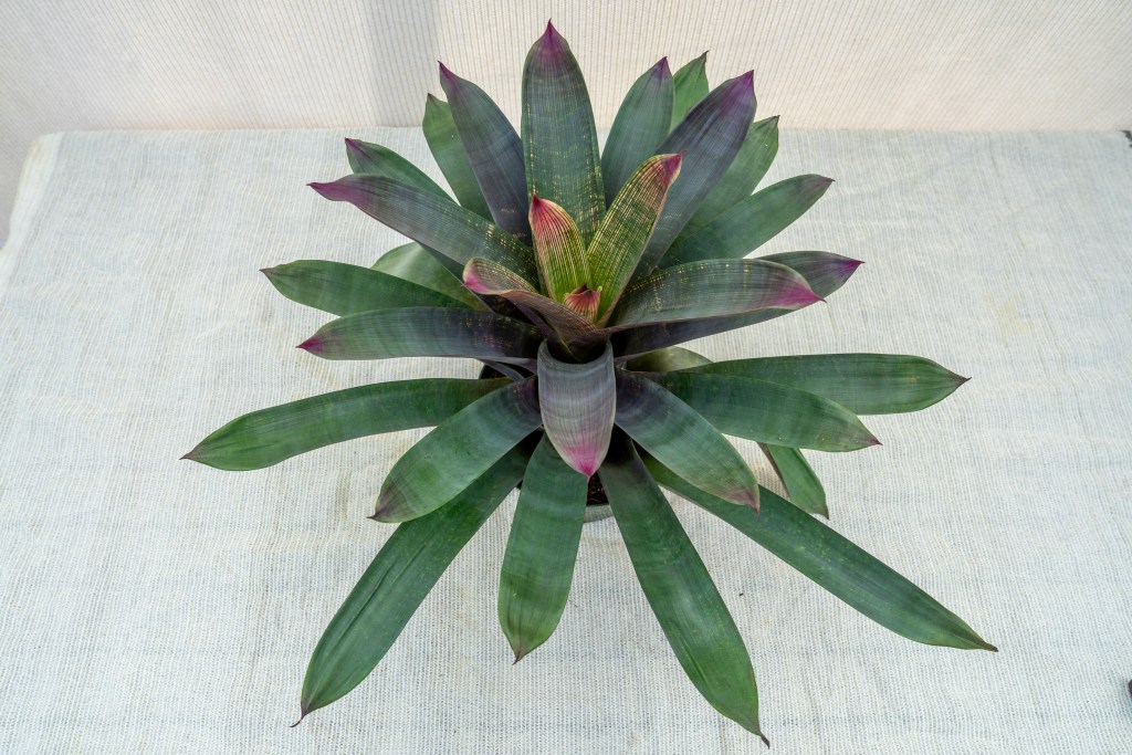 Vriesea Purple Diamond – 305 Greenery, Inc.