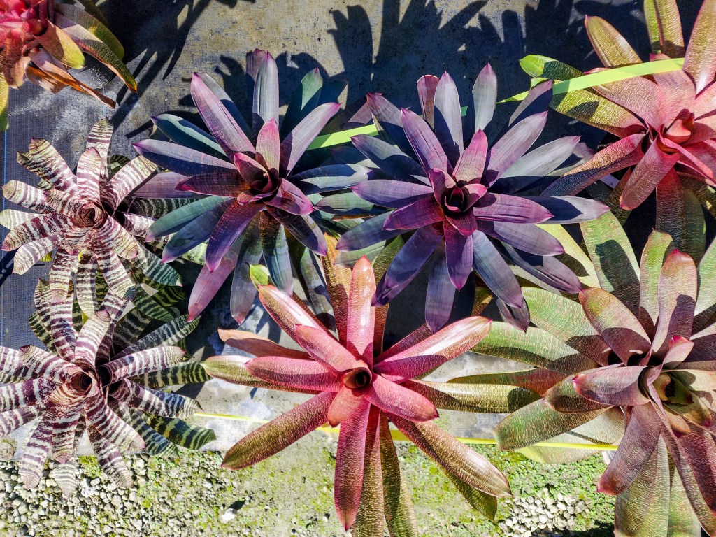 Vriesea Purple Diamond – 305 Greenery, Inc.