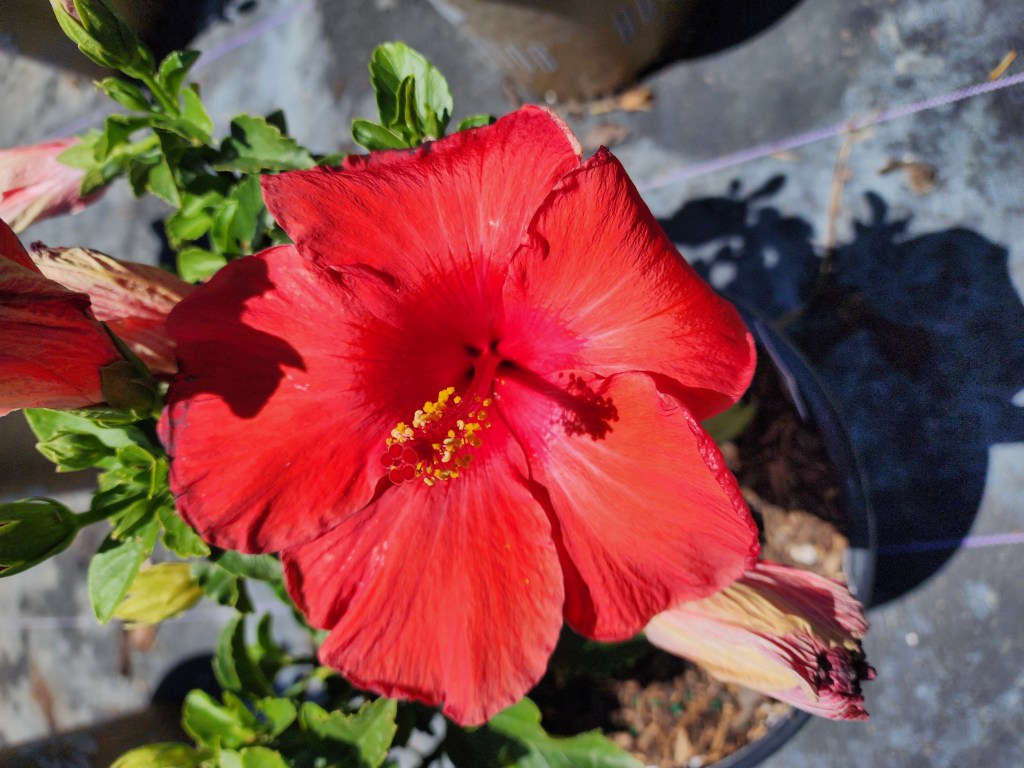 Hibiscus hollywood first to arrive – 305 Greenery, Inc.