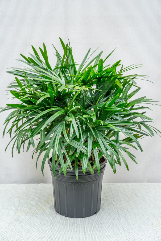 Rhapis excelsa lady palm – 305 Greenery, Inc.