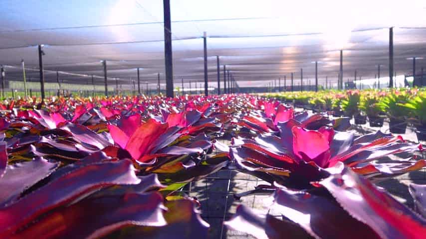 Neoregelia ‘Purple Passion’ – 305 Greenery, Inc.